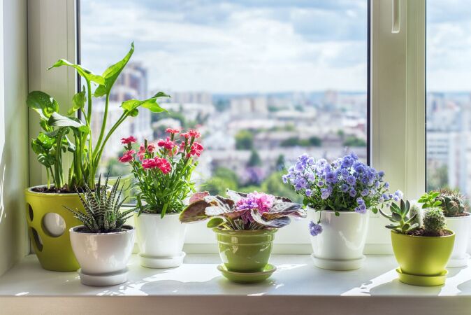 Best Window Plants for North, East, South, and West-Facing Windows ...